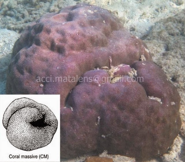 Pamacca: Bentuk Pertumbuhan Karang