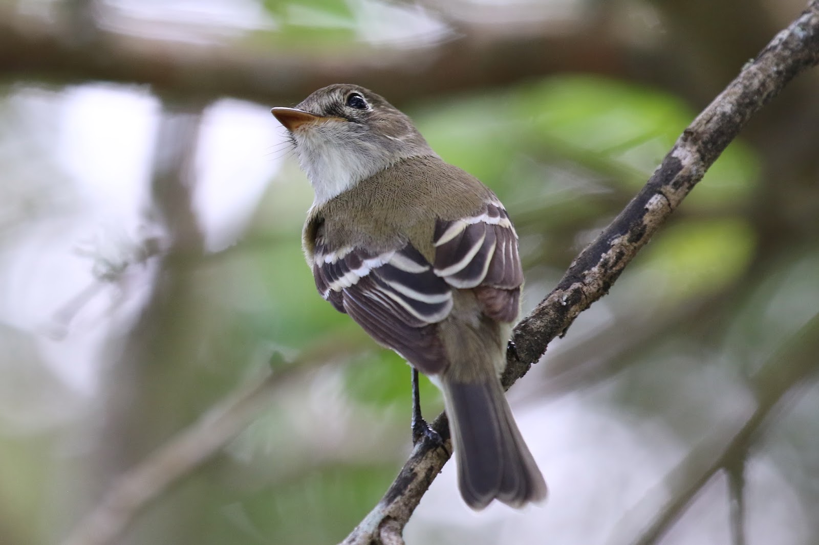 Antshrike's Bird Blog: Empidonax identification during spring migration ...