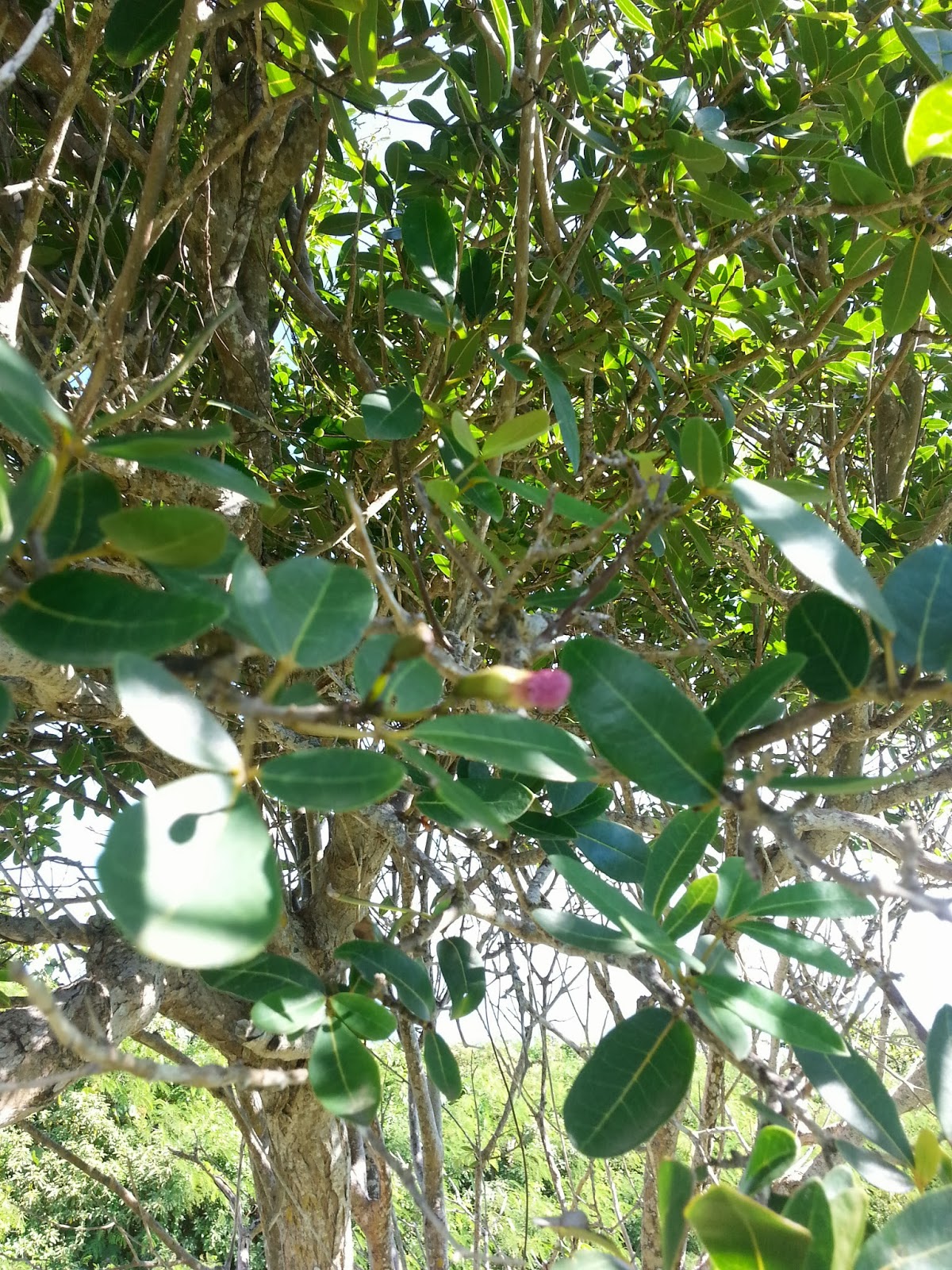 INVENTARIO DE ESPECIES EN EL SECTOR EL PASTILLO ISABELA, PUERTO RICO ...