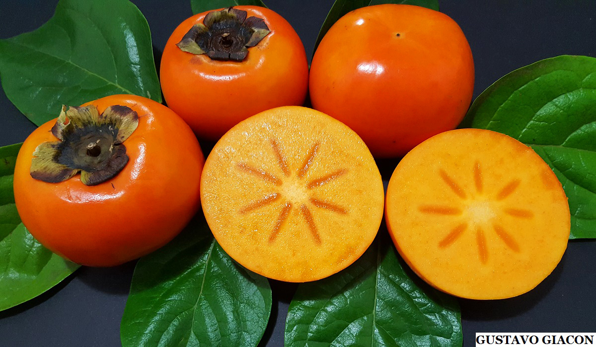 Viveiro Ciprest - Plantas Nativas e Exóticas: Caqui Fuyú ( Diospyros kaki )