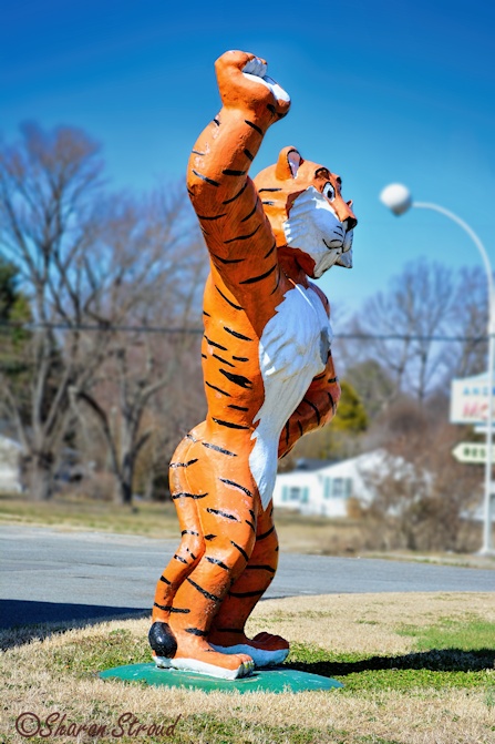 The Displaced Mountain Girl: Virginia Oddities