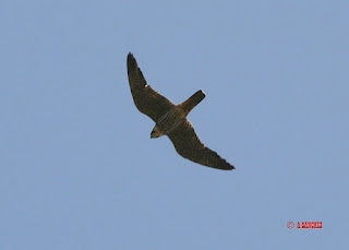 Aves de Aragón : Alcotán