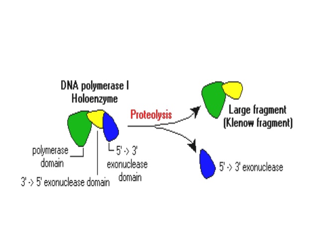 WOMANIA CLASSES: ENZYMES INVOLVED IN DNA REPLICATION