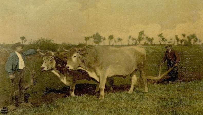 Agriculture : les travaux du mois de janvier en 1831.Regards et Vie d ...