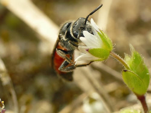 honey bee and wasp: Cuckoo Bee - (Sphecodes spp.)