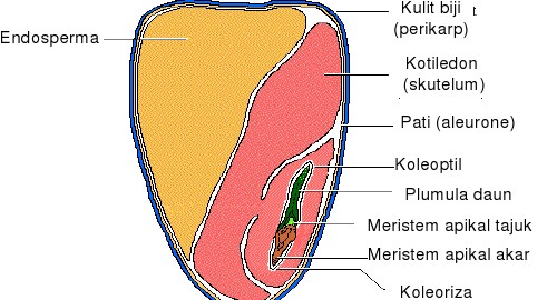 Novianti Lasut "All About Science": Desember 2012