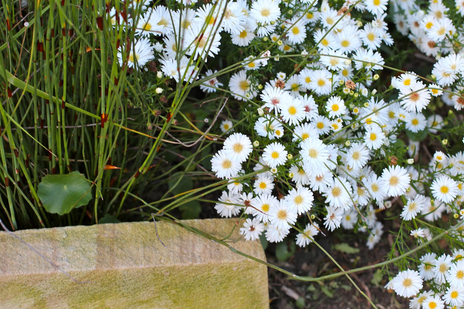Florez Nursery: Easter Daisy, Aster novi-belgii