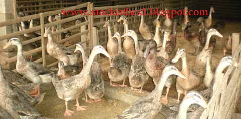 MEMBUAT PAKAN BEBEK PEDAGING HASIL PANEN MAKSIMAL - Menjadikan Petani ...