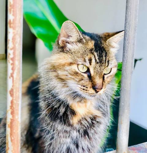 Adoptándonos: Charito, bella gata atigrada de pelo largo en adpoción ...