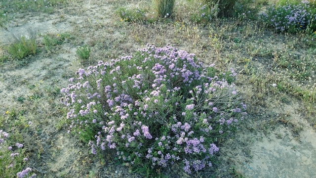 El Huerto de Jose Antonio: El Tomillo.