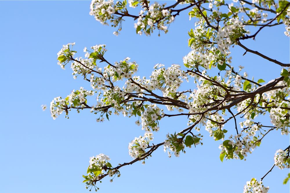 Hello Spring: tree blossoms - MADE EVERYDAY