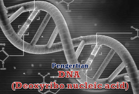 Pengertian Dna Serta Fungsi Dan Sumbernya - SEPUTAR PENGERTIAN