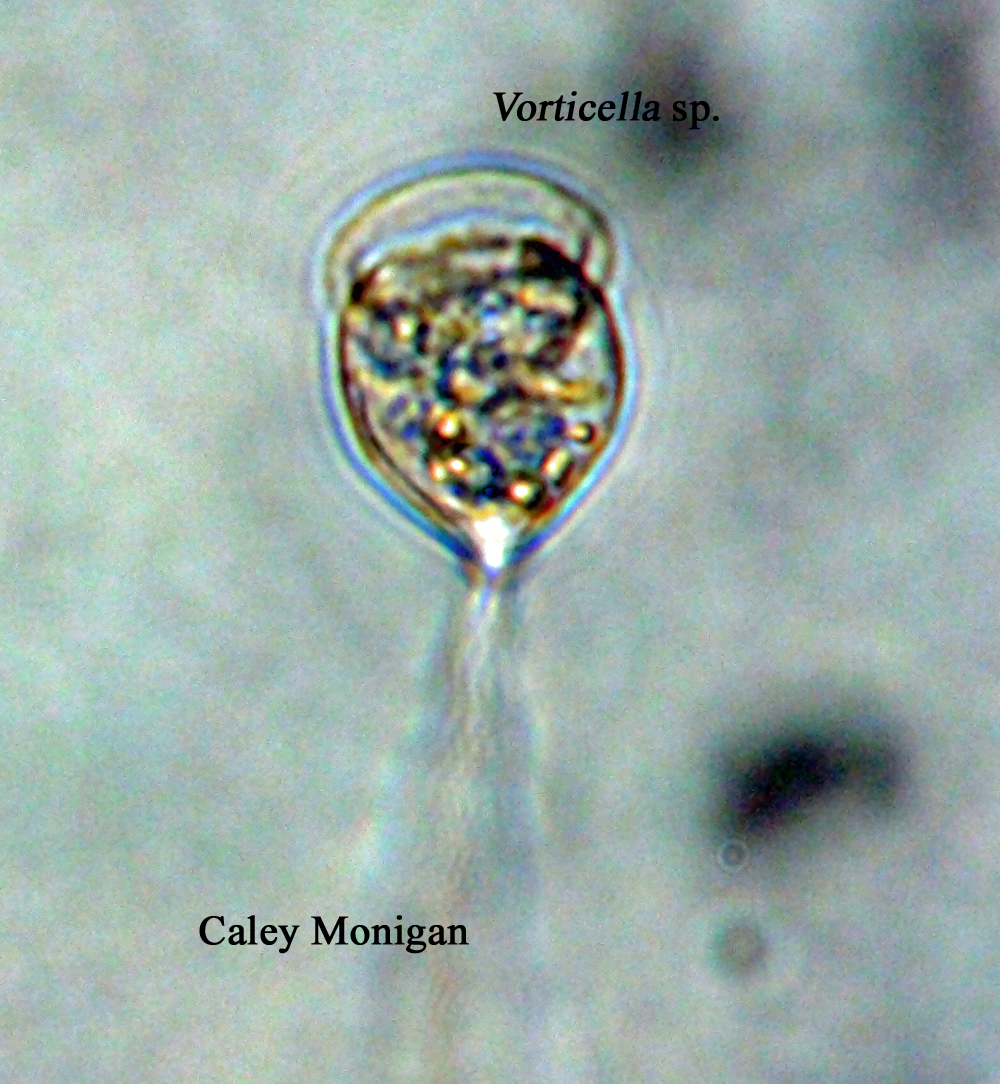 Skittle Safari Botany