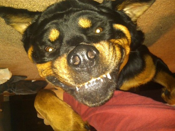 Zoo Animals: Funny Rottweiler Dogs Photos/Images 2012