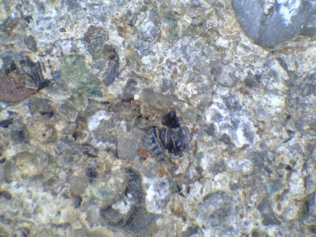 Views of the Mahantango: Micro fossils in the North Evans Limestone