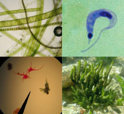 LOS REINOS PRESENTES EN LA NATURALEZA: REINO PROTISTA