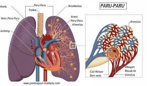 Struktur Paru-paru