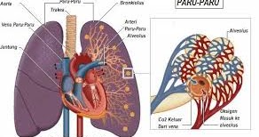 Struktur Paru-paru