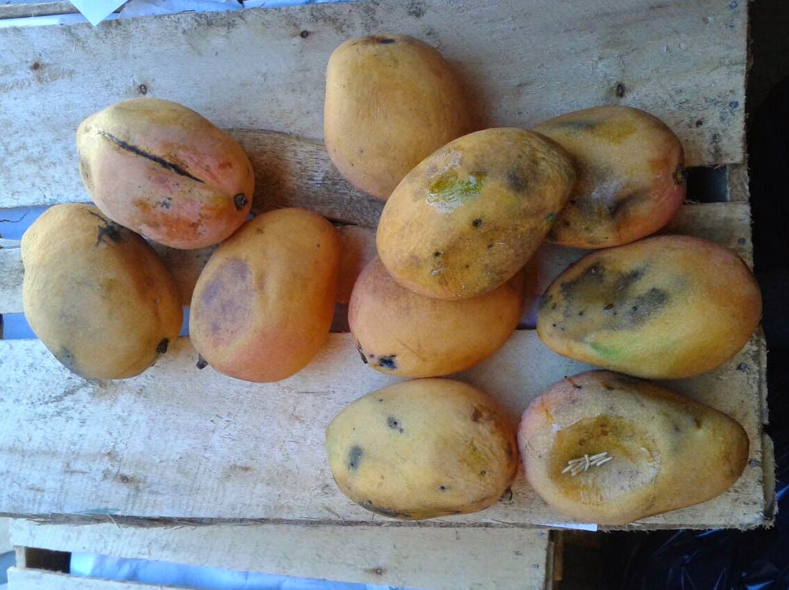 Así Surgen...: SAG DESTRUYE UNA TONELADA DE MANGOS INFESTADOS CON ...