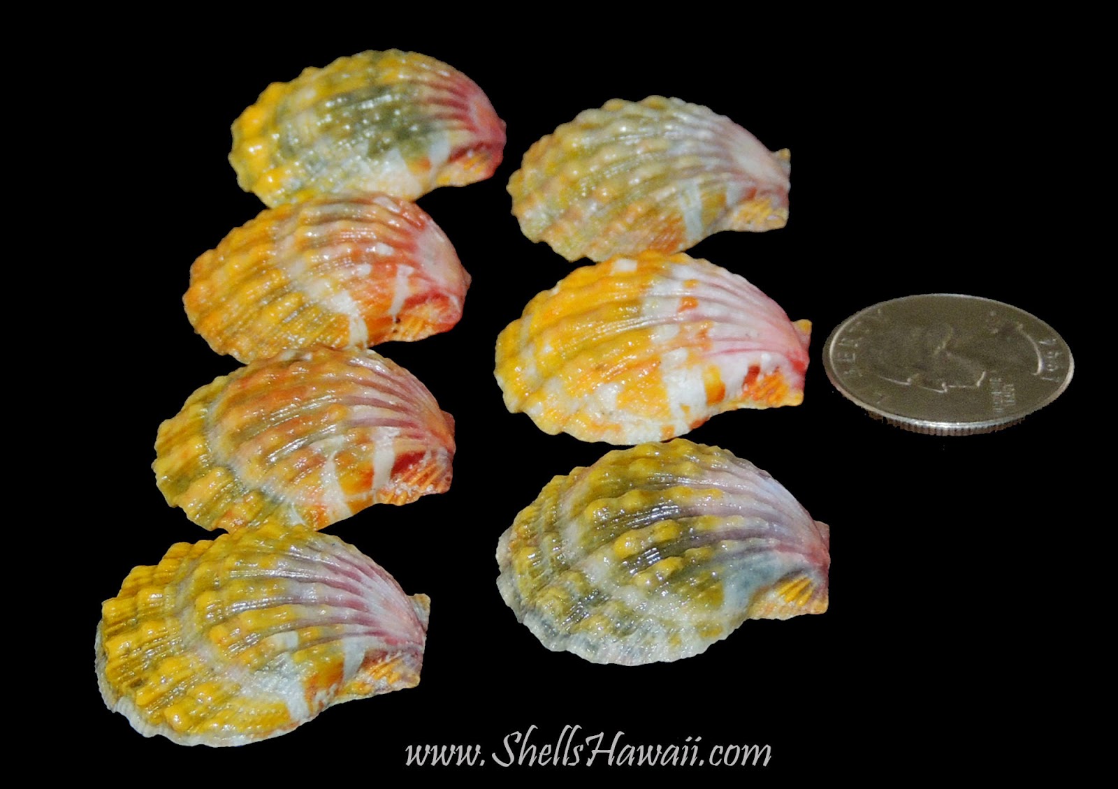 ShellsHawaii ...by Janjira: Hawaiian Sunrise shells / Pecten langfordi