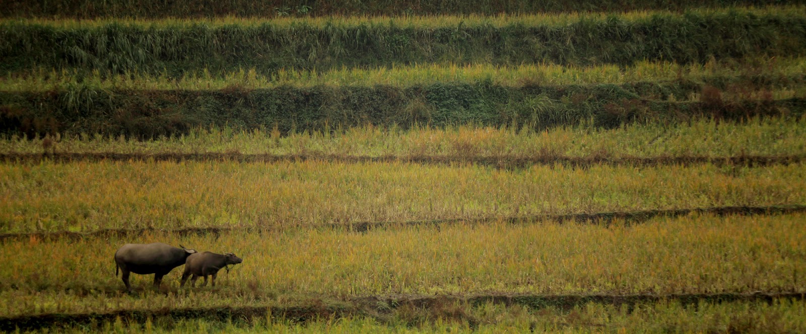 Having a Wonderful Time, Please Send Money: Hanging Coffins of the Bo ...