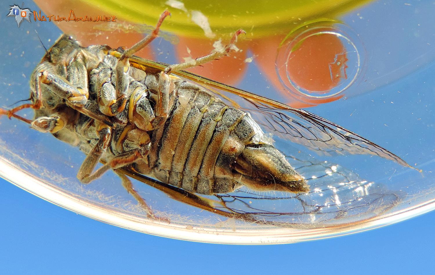 NaturAranjuez: Cicadidae - CHICHARRA