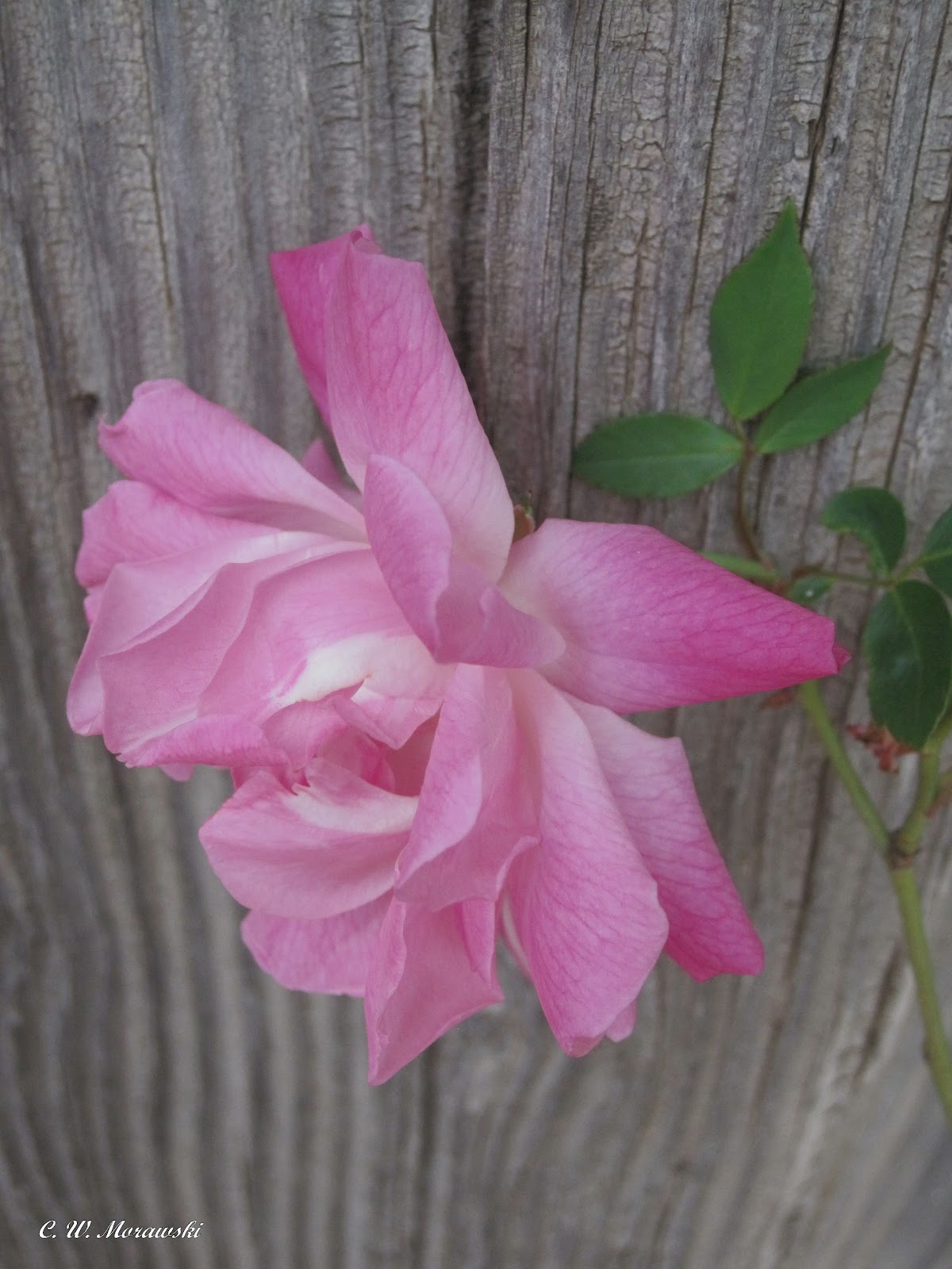 Seasons: Greetings from Historic Gruene!