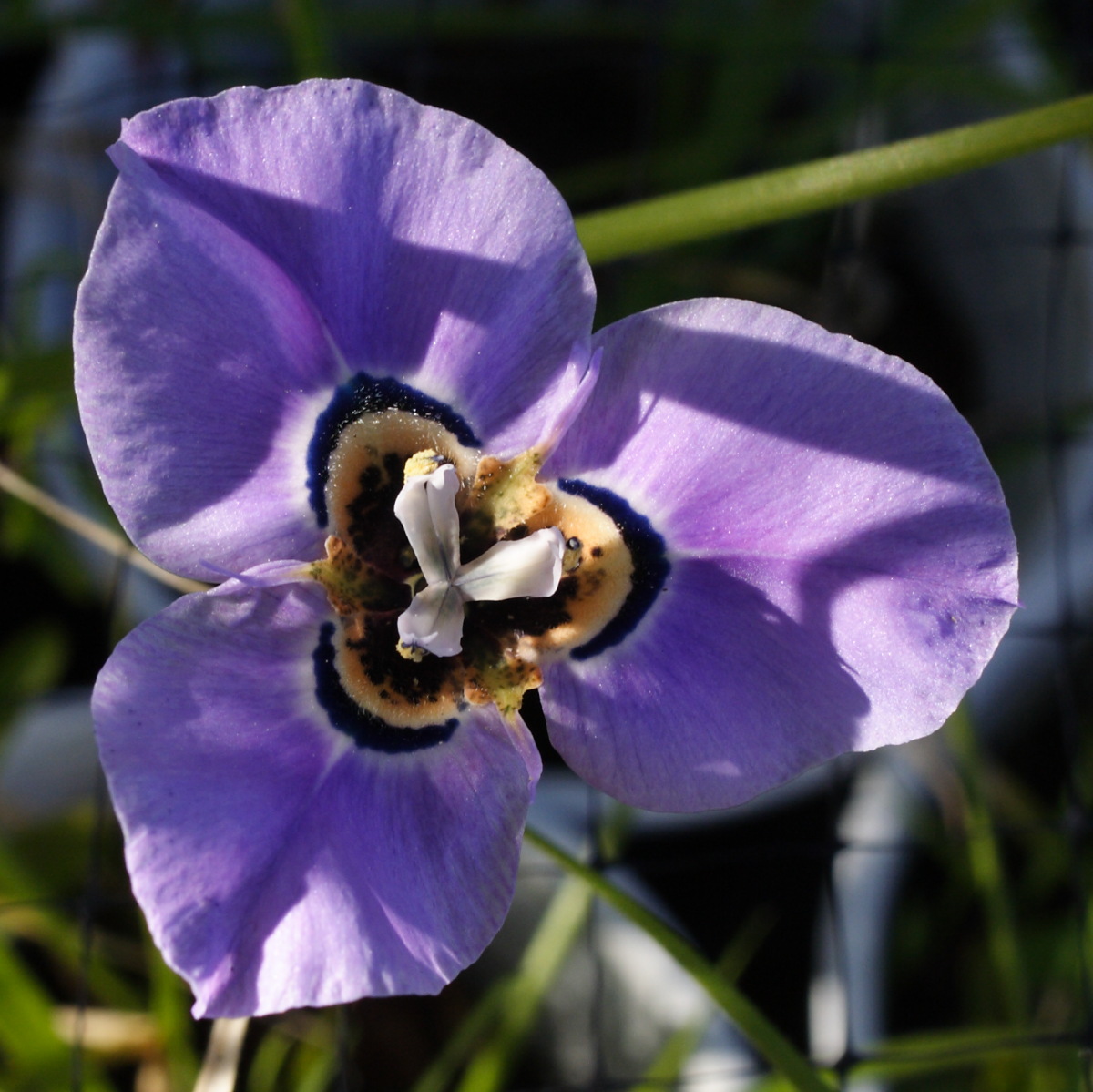 Growing Cool Plants: Moraea MM 11-61