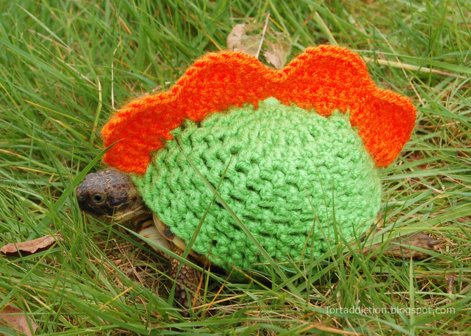 Tortaddiction: My Tortoise cozies.... went VIRAL?!