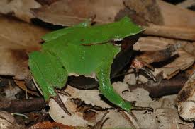 LA NATURALEZA EN CASA: Rana de Darwin (Rhinoderma darwinii)