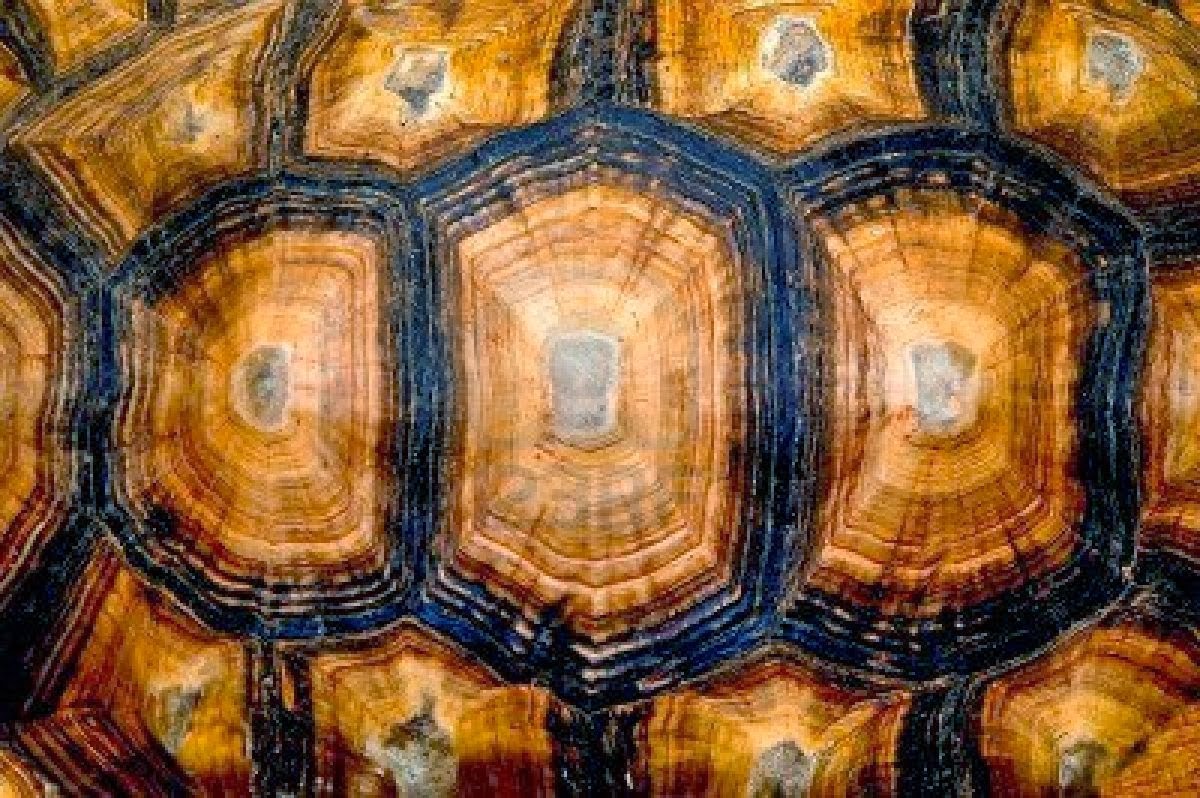 Welcome to the Kame House!: El caparazón de la tortuga