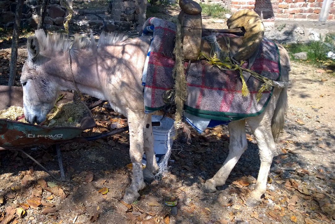 Travels In Mexico: ************ Garden Project Update - Mezcala