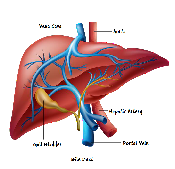 Know It All Biology: The Digestive System