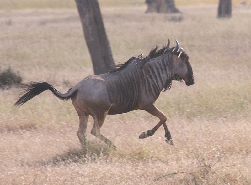 Wildebeests Facts And Pictures | All Wildlife Photographs