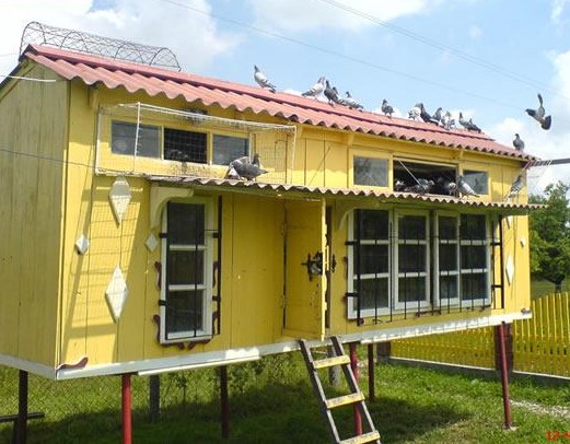 Papphausen: Pigeon Shed by Joswood