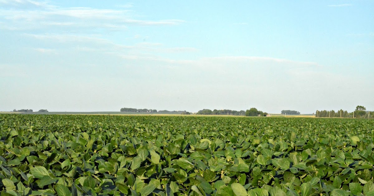 Little House on the Dairy: walking beans