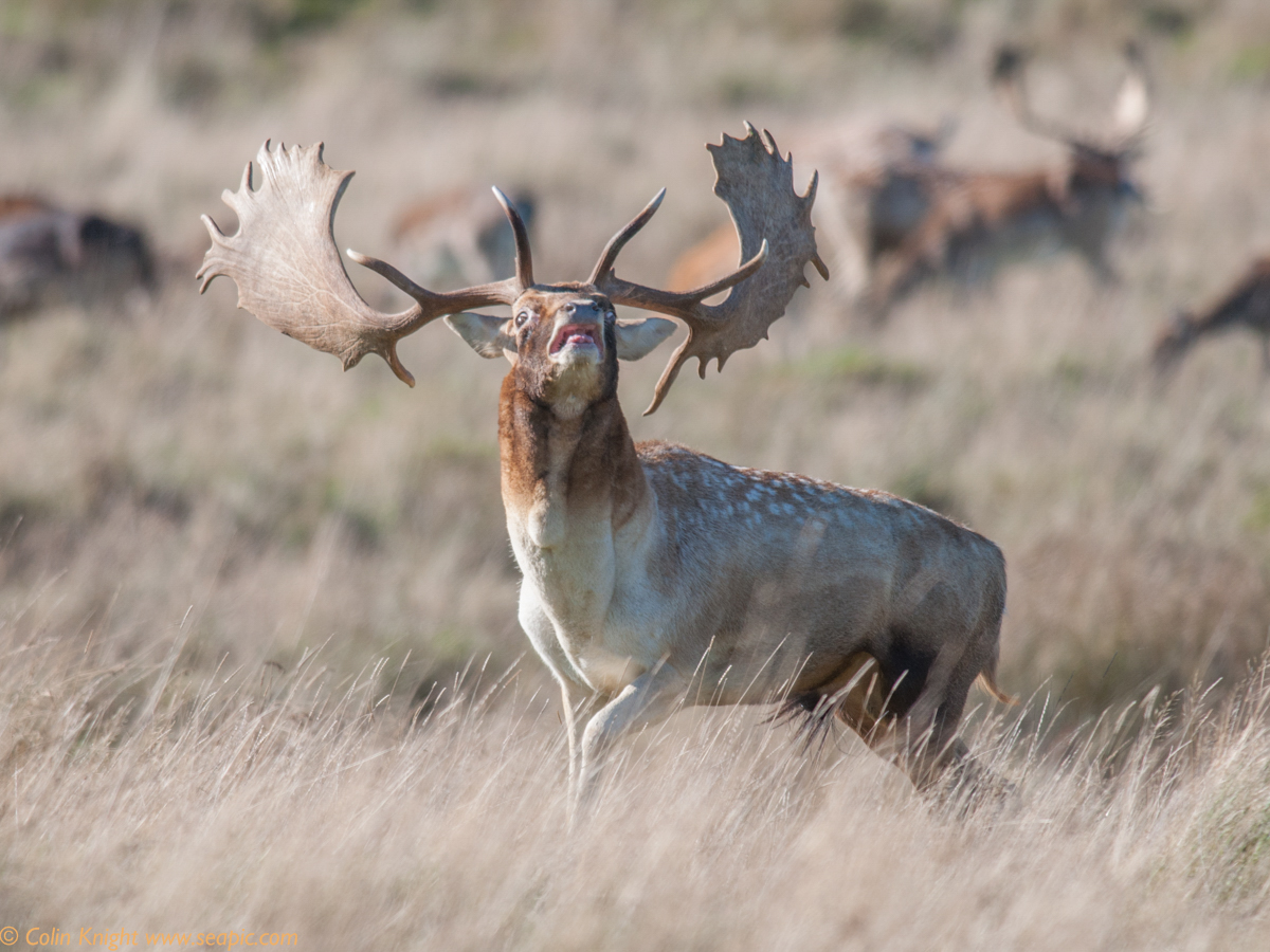 Postcards from Sussex: Fallow Deer rut