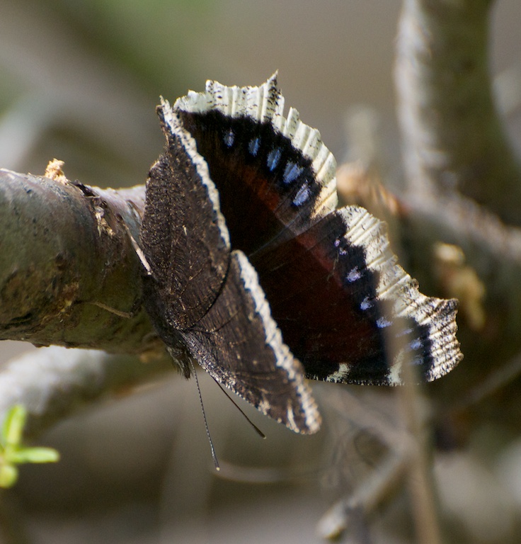 A Wandering Naturalist: Ontario: Mourning Cloaks