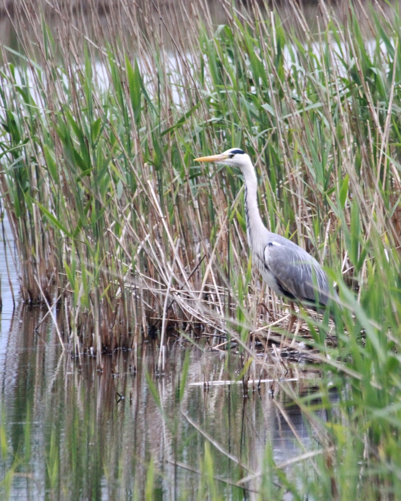 Tony's Photo Blog: UK Birding - Somerset Levels and Hunstanton Cliffs