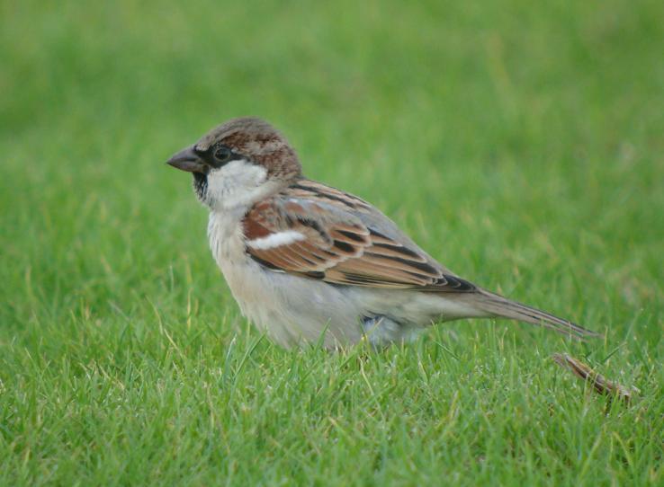 Imaje2012: Birds I saw in Dubai