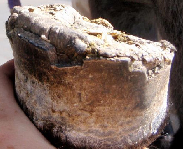 Connemara Pony Research into Hoof Wall Separation Disease (HWSD) : Hoof ...