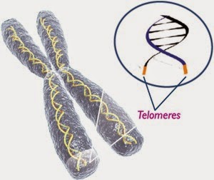 BIOLOGÍA: ALARGAMIENTO DE LOS TELÓMEROS QUE RETRASA EL ENVEJECIMIENTO