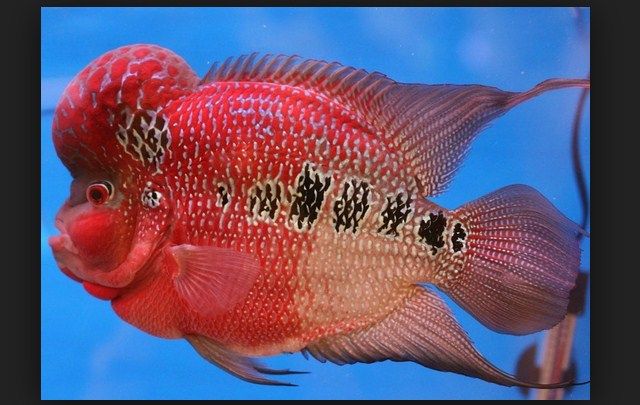 Ciri – ciri Ikan Louhan Hias yang Berkualitas - Ojo lali