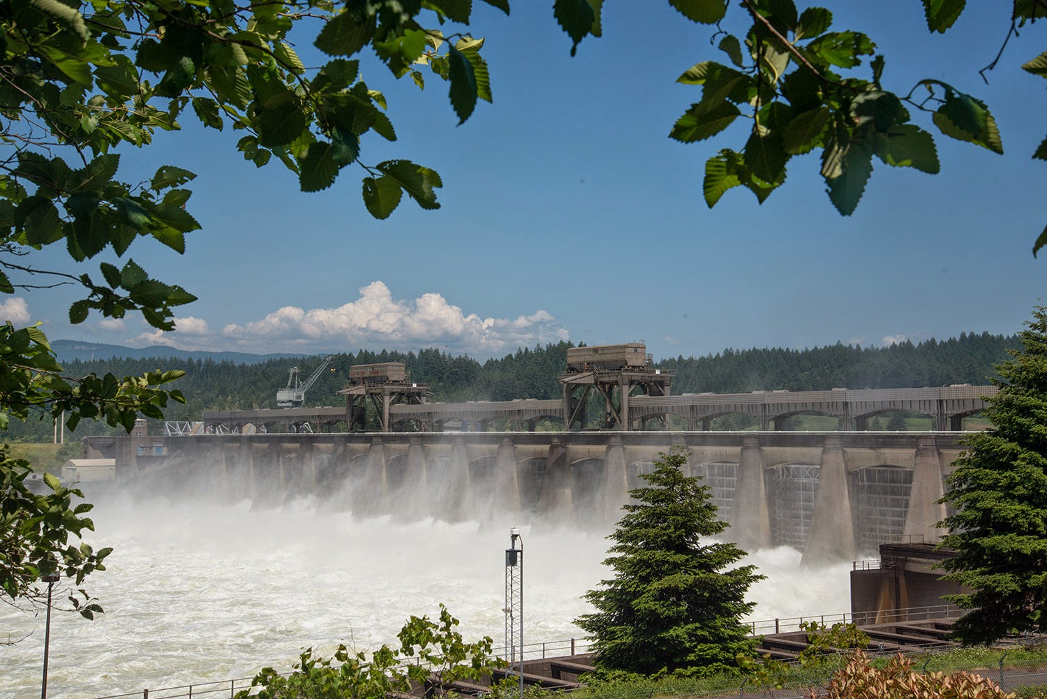 A school of fish: Bonneville Dam, Oregon