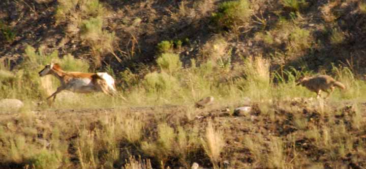 Shirl Ireland's Art Blog: A chase at our "Zoo"