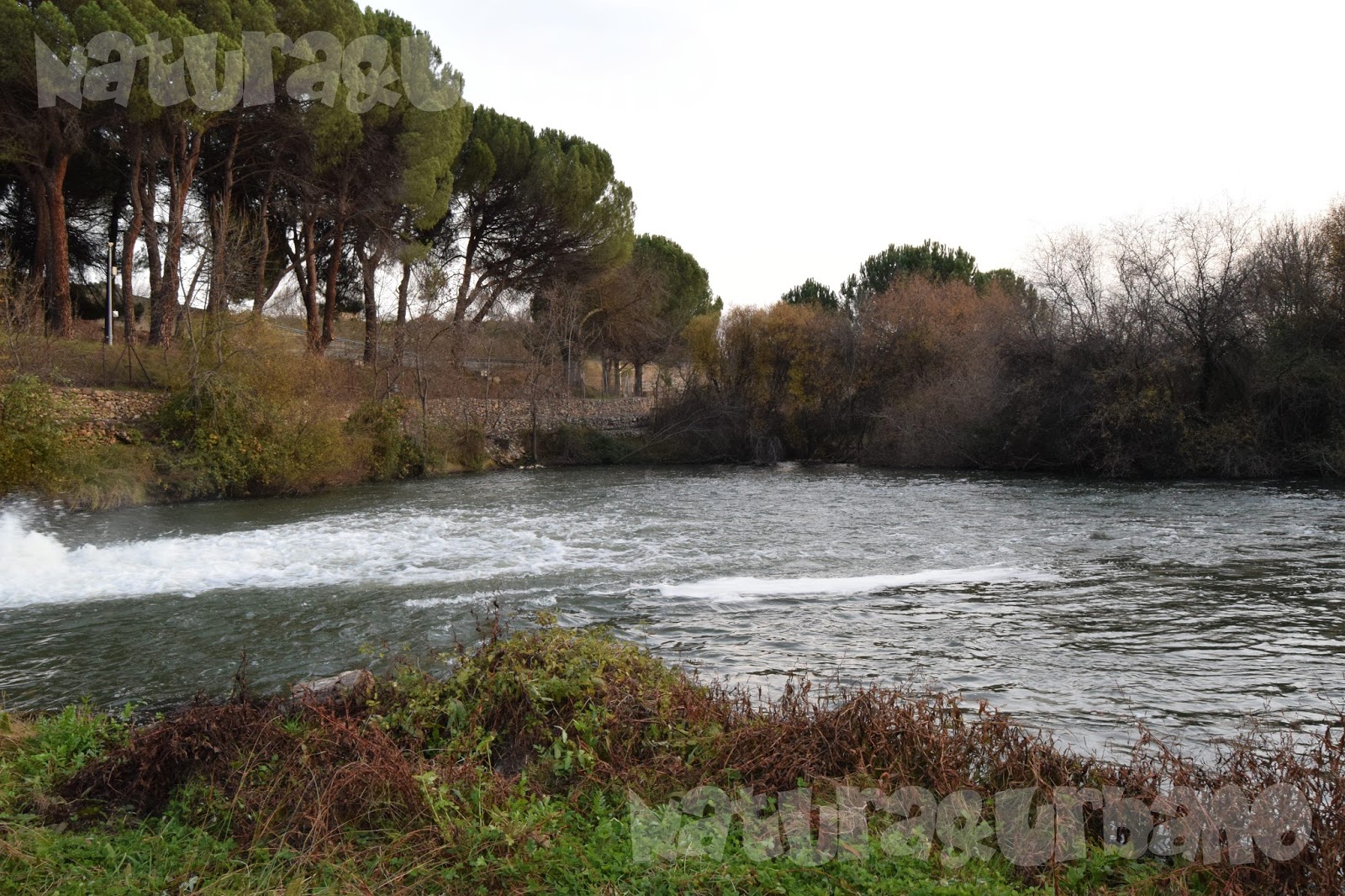 Natura y Urbano: 20151210 - El Pardo