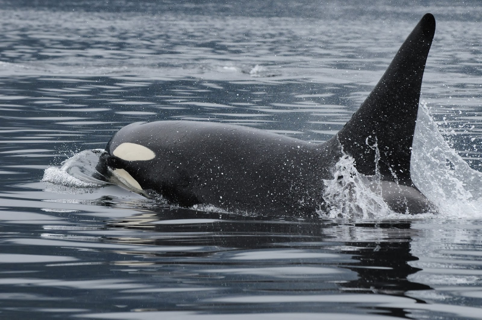 Campbell River Whale Watching and Adventure Tours: MORE ALBUM PHOTOS ...