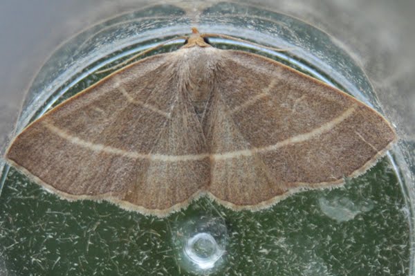 South-West Wildlife: June 2011