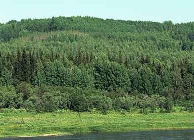 Página de curiosidades y más: ¿Dónde se encuentra la taiga?