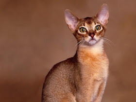 Cream Abyssinian